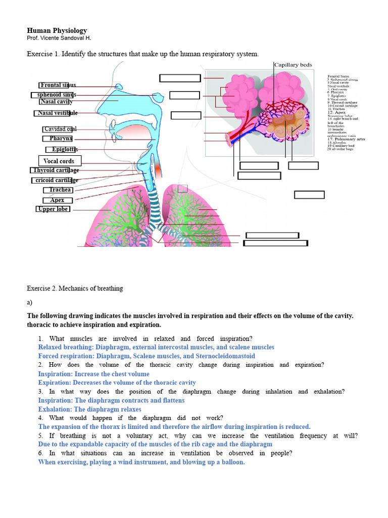 Breathing Exercises | PDF | Respiratory System | Exhalation