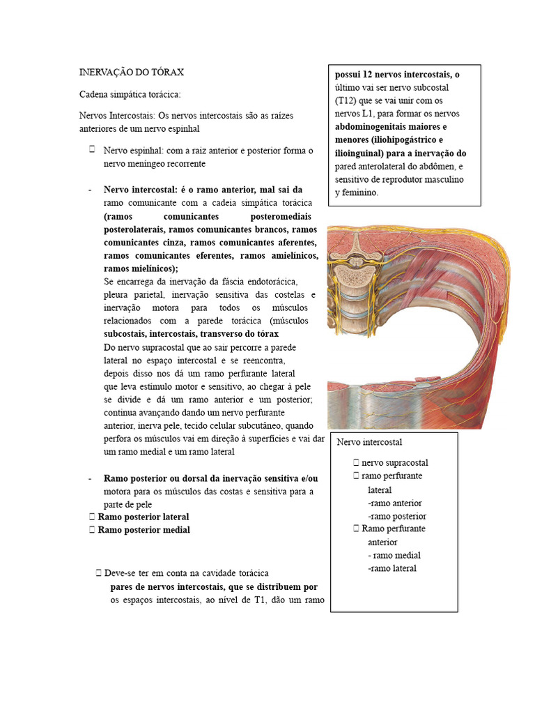 Inervação Torácica: Nervos Intercostais | PDF | Nervo | Anatomia humana