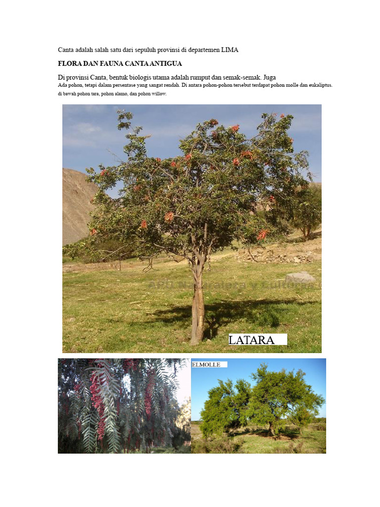 Fauna Dan Flora Canta | PDF