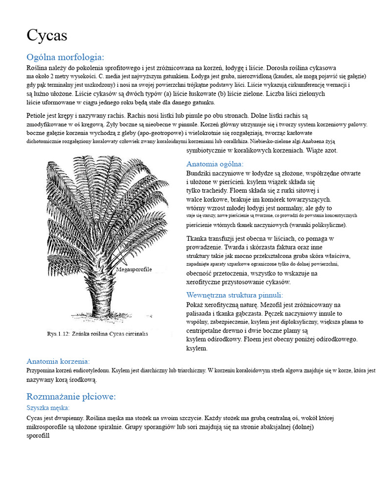 Cycas Pinus | PDF