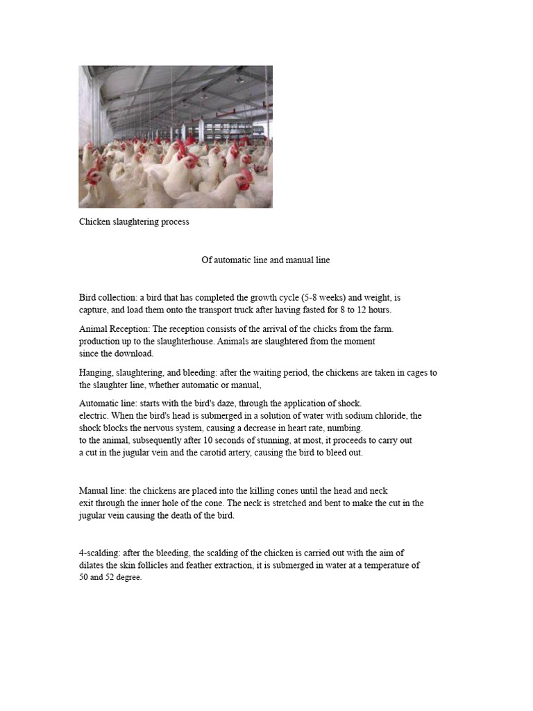 Chicken Slaughtering Process Overview | PDF | Animal Slaughter | Birds