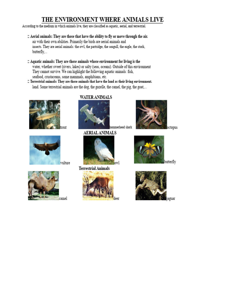 Animal Habitats: Aquatic, Aerial, Terrestrial | PDF