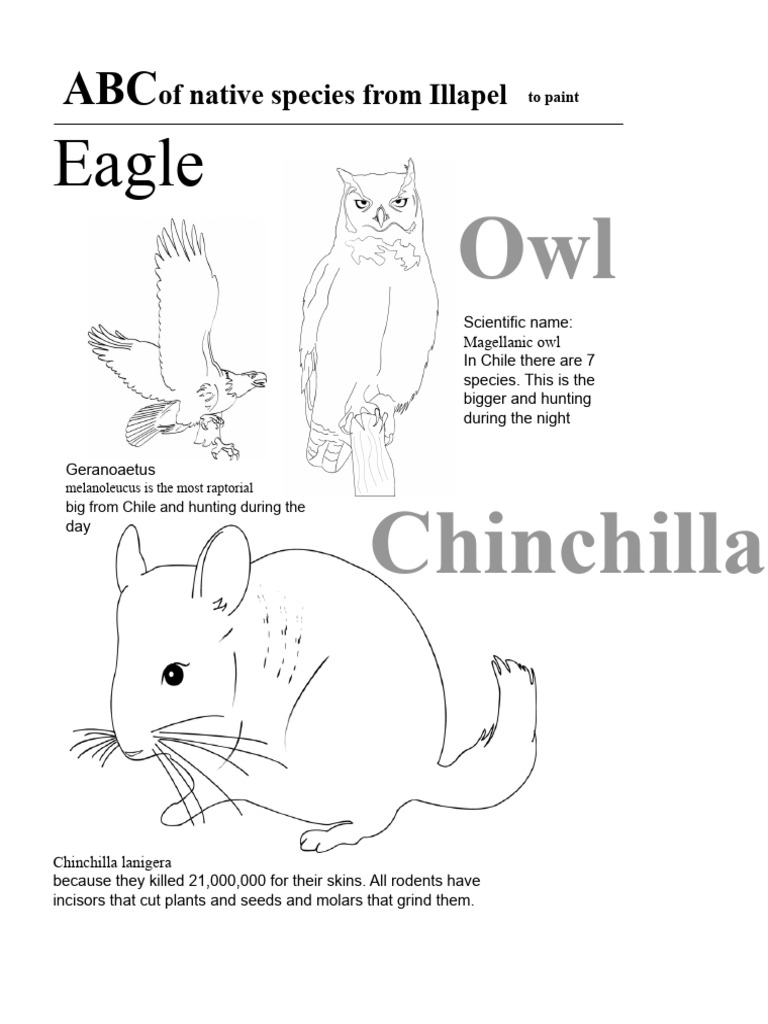 Native Animals of Chile | PDF | Mammals | Zoology