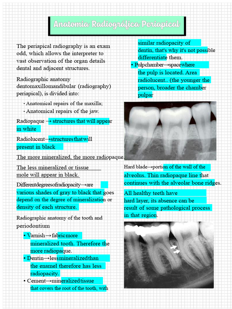 Periapical Radiographic Anatomy Guide | PDF | Dental Anatomy | Human Tooth