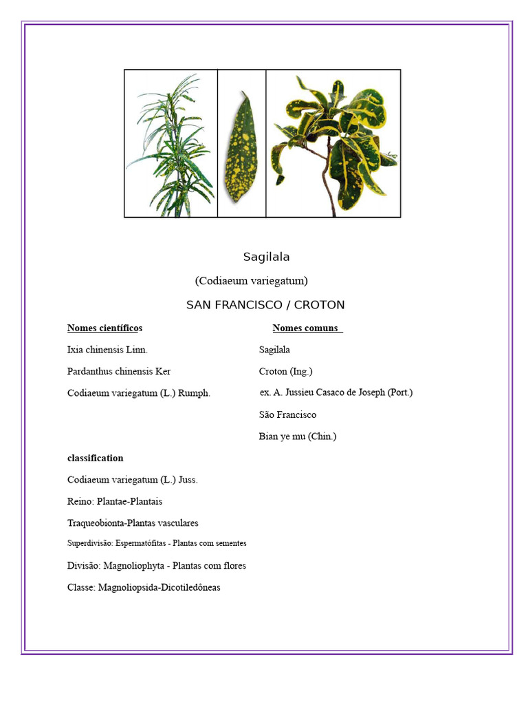 Planta Sagilala | PDF | Plantas | Botânica