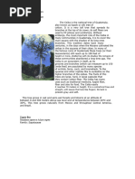 Molave Tree: Benefits and Growing Guide | PDF | Trees | Plants