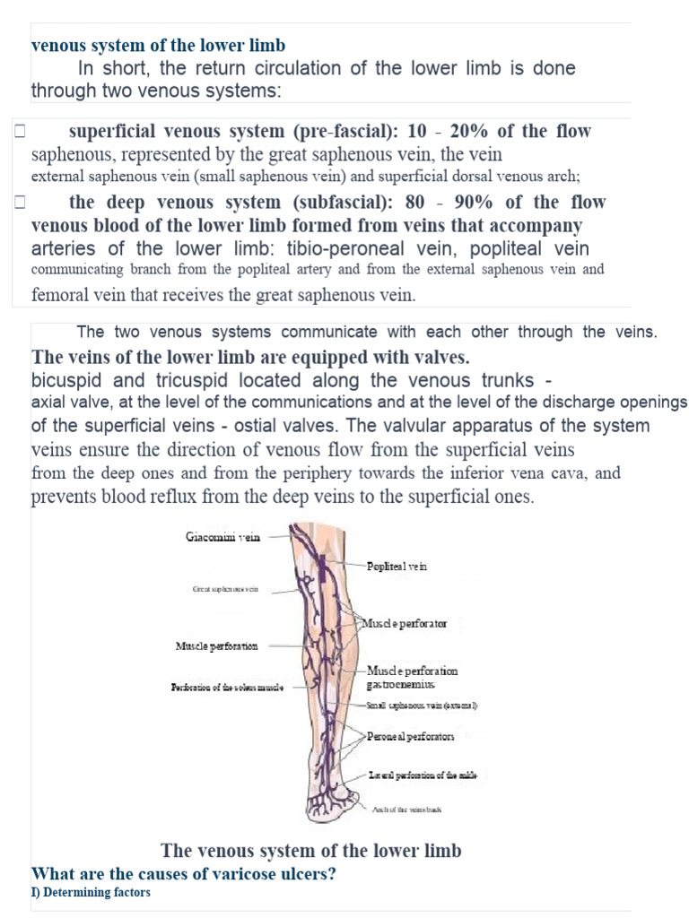 The Venous System of The Lower Limb | PDF | Vein | Varicose Veins