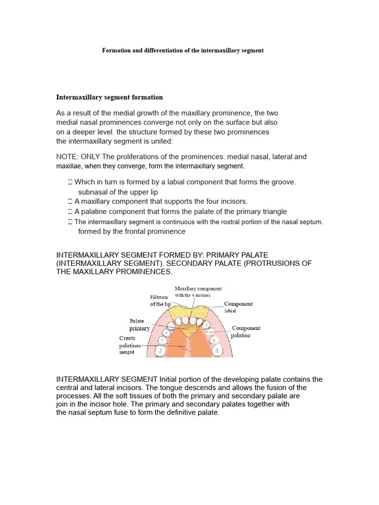 Formation and The Intermaxillary Segment | PDF | Human Nose | Lip