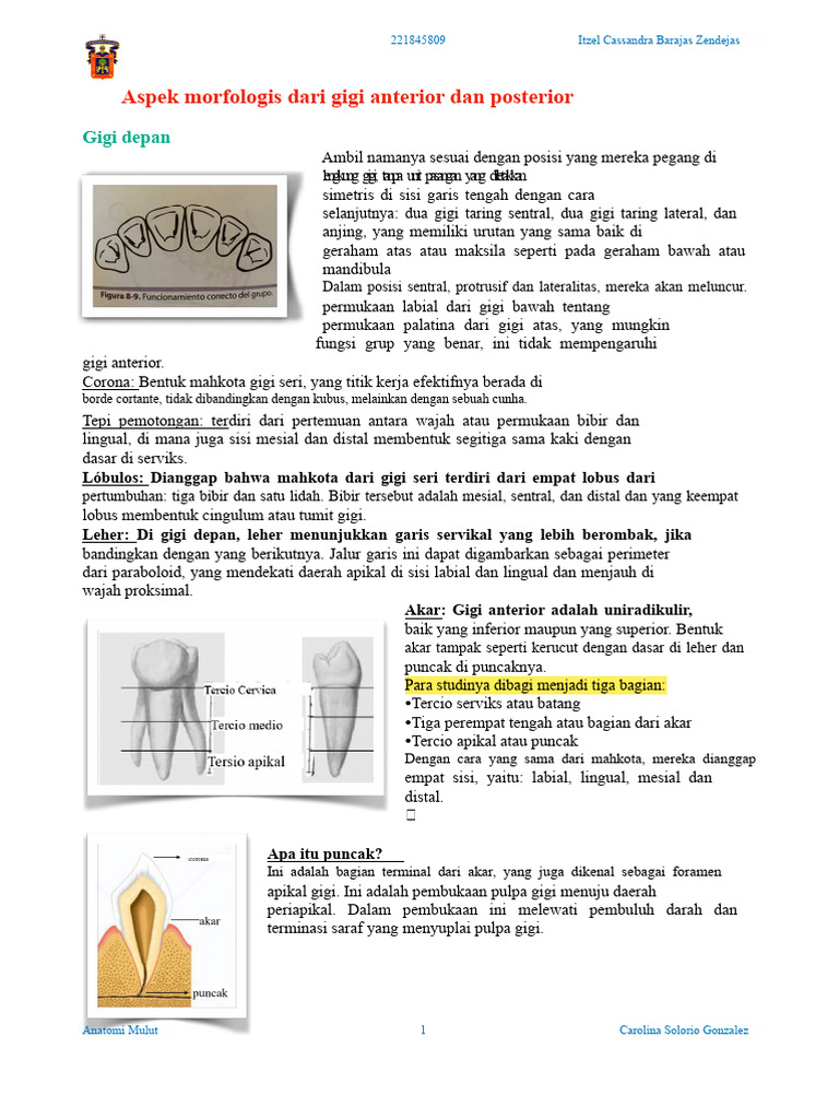 Aspek Morfologis Gigi Anterior Dan Posterior | PDF