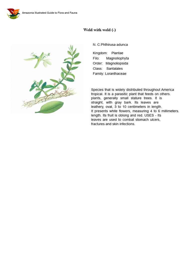 Phthirusa adunca: Uses & Characteristics | PDF
