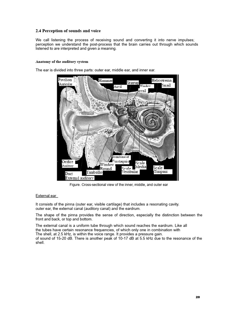 Theory of Hearing Explained | PDF | Ear | Pitch (Music)