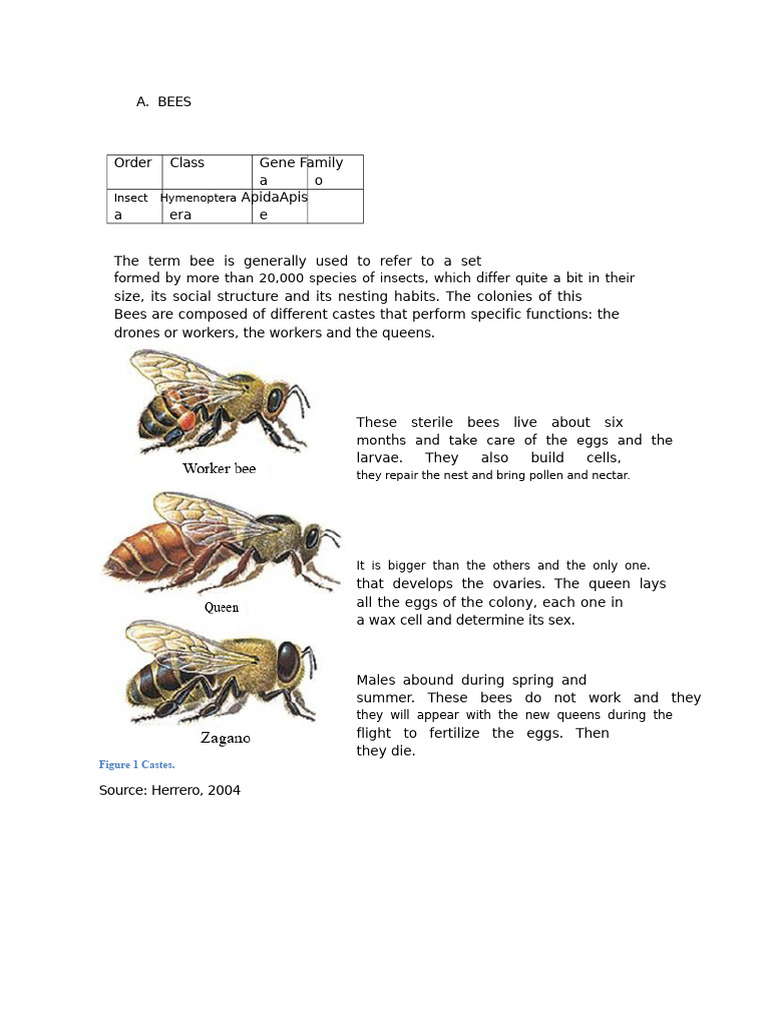 BEES | PDF | Bees | Flowers