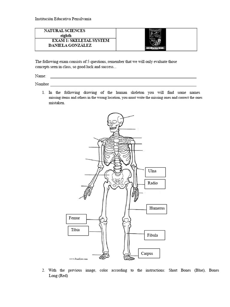 Eighth Exam - Bone System | PDF | Bone | Joint