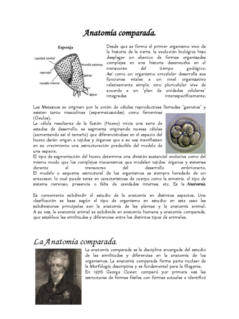 Anatomía Comparada | PDF | Biogeografia | Biología