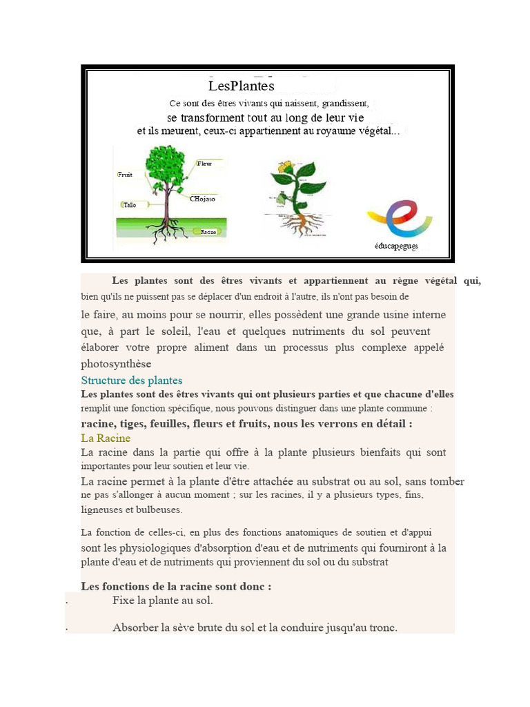 Les plantes : êtres vivants essentiels | PDF | Photosynthèse | Racine