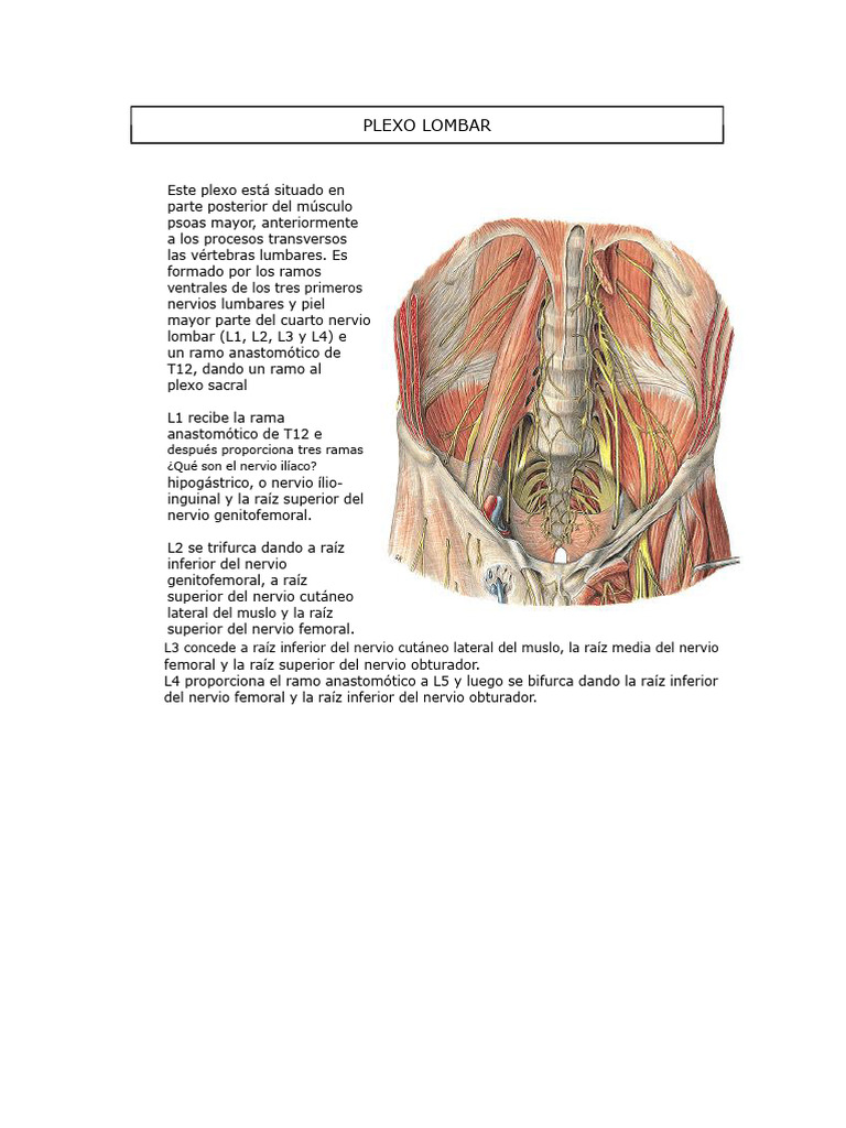 Plexo Lumbar | PDF | Sistema musculoesquelético | Anatomía humana