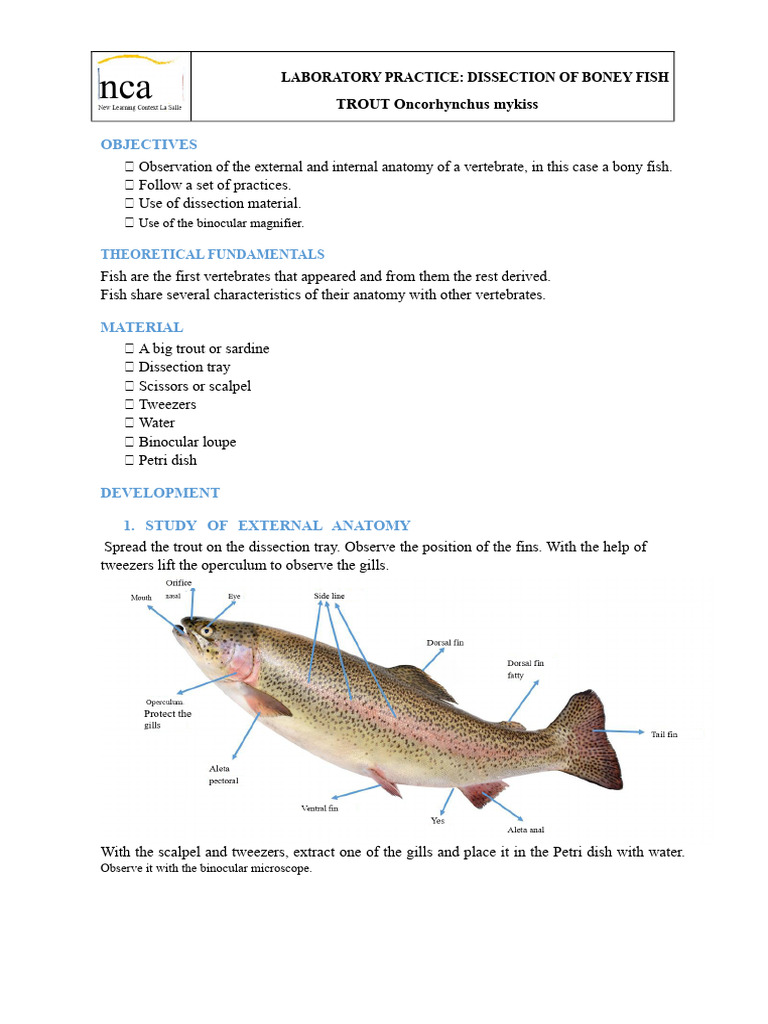 Bony Fish Dissection Guide: Trout Anatomy | PDF | Fish | Anatomy
