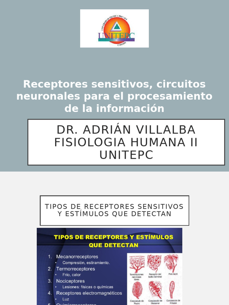 Tema 2 Receptores Sensitivos Circuitos Neuronales para El Procesamiento ...
