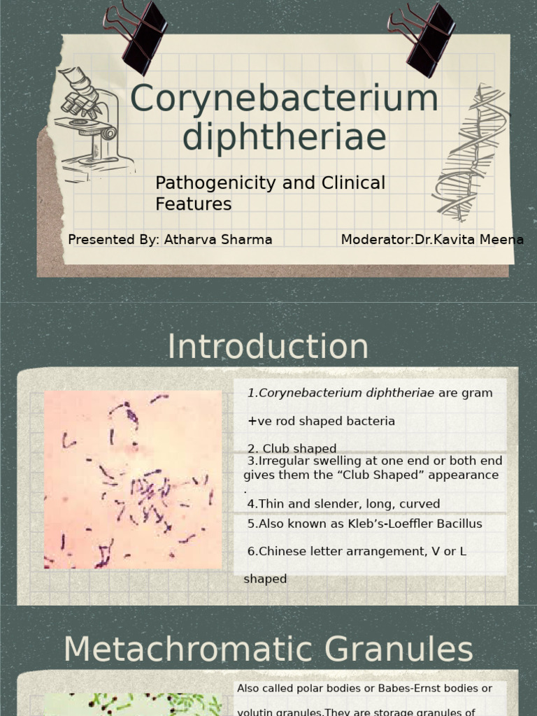 Corynebacterium diphtheriae Overview | PDF | Bacteriophage | Diseases ...