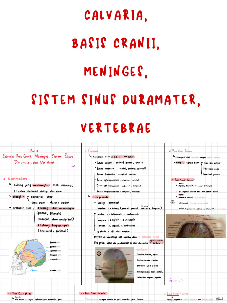 Anatomi Calvaria dan Meninges | PDF