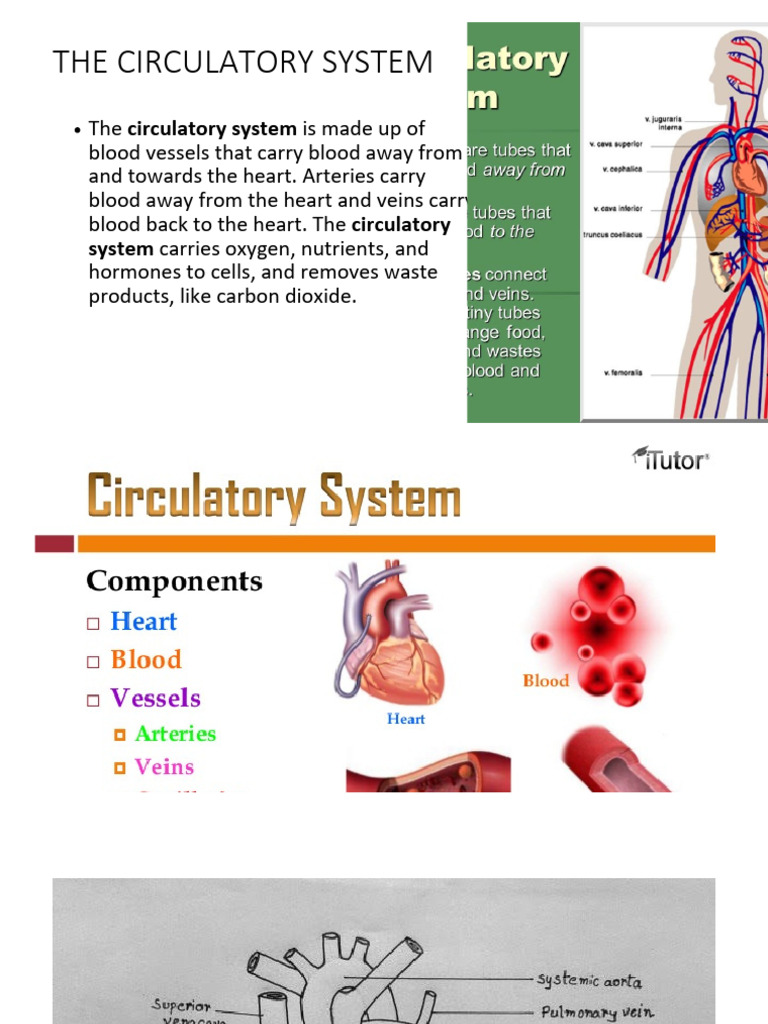 Circulatory System Physical Education | PDF