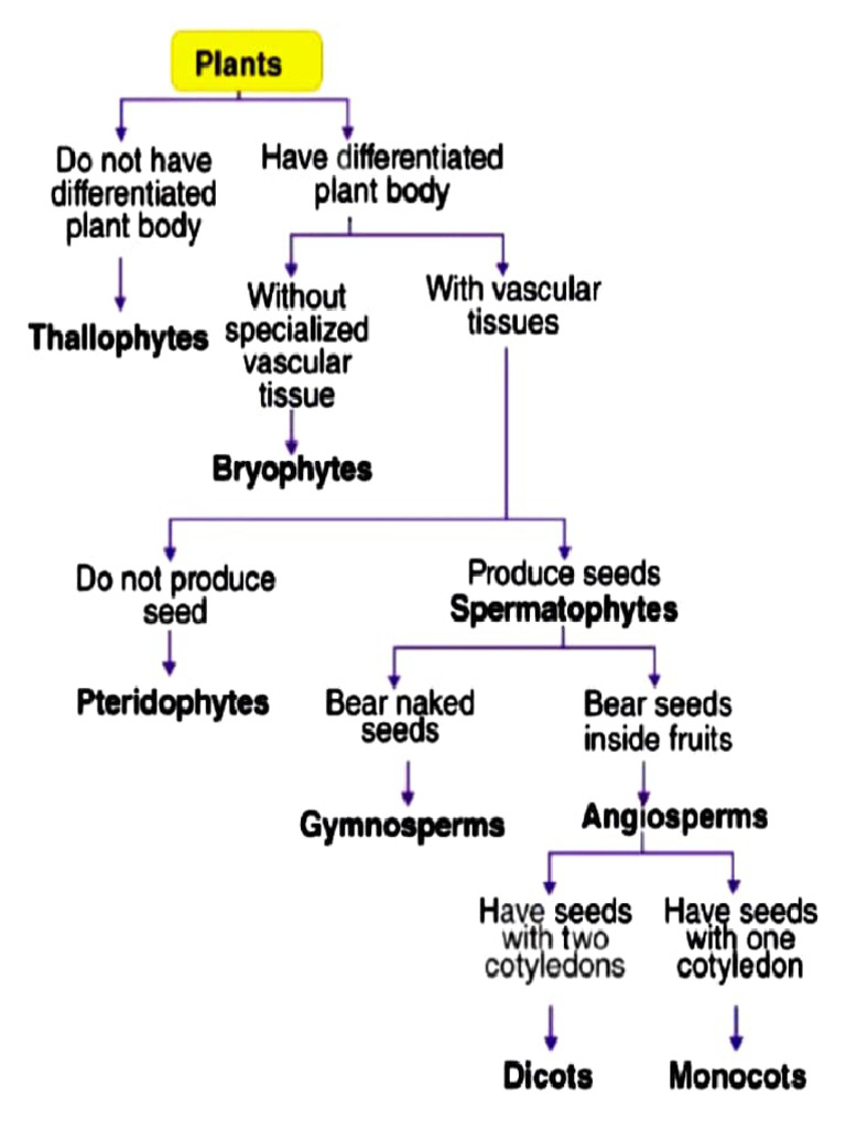 Skeletal System Flow Chart Class 11 | PDF | Skeletal System | Human Anatomy