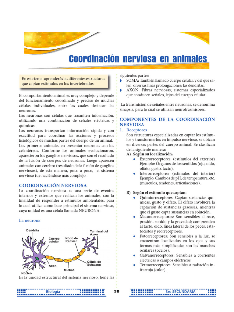 Estructuras del Sistema Nervioso Animal | PDF | Neurona | Sistema nervioso