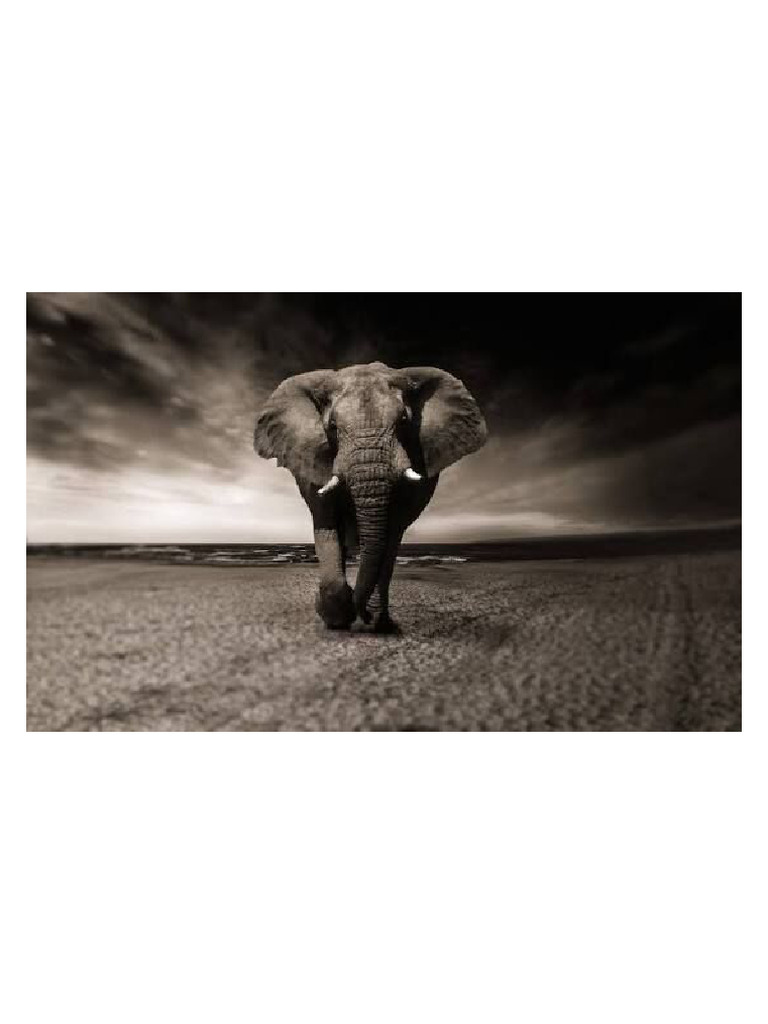Elephant | PDF