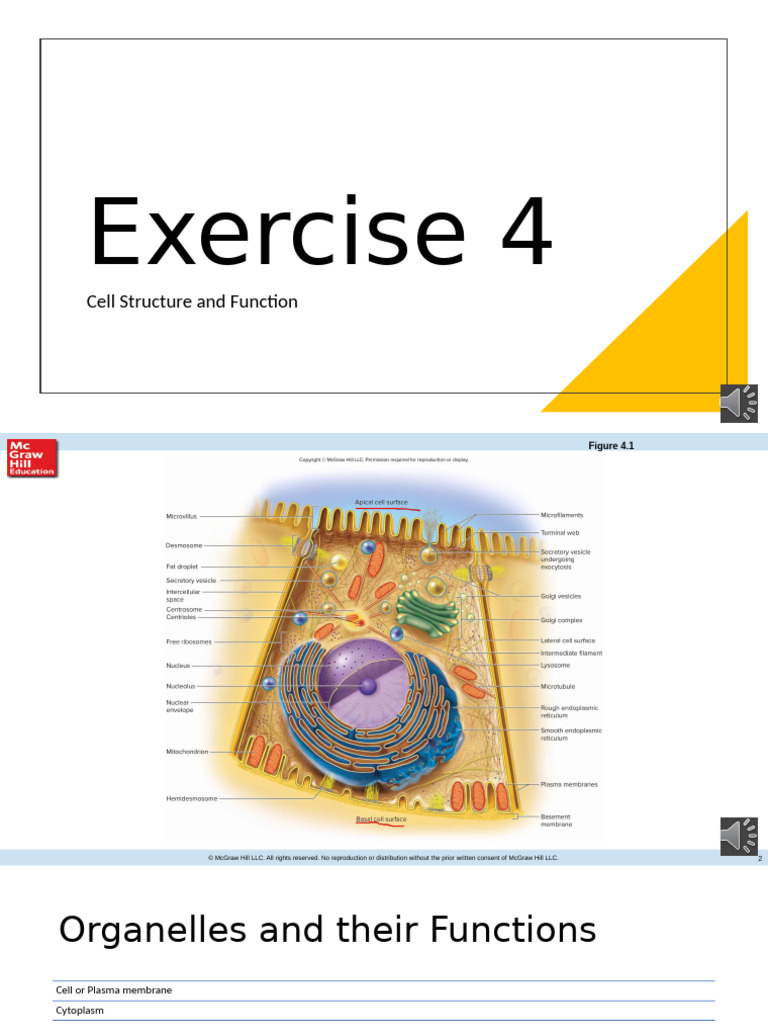 Exercise 4 Cell Structure and Function Narrated (1) | PDF | Endoplasmic Reticulum | Cell (Biology)