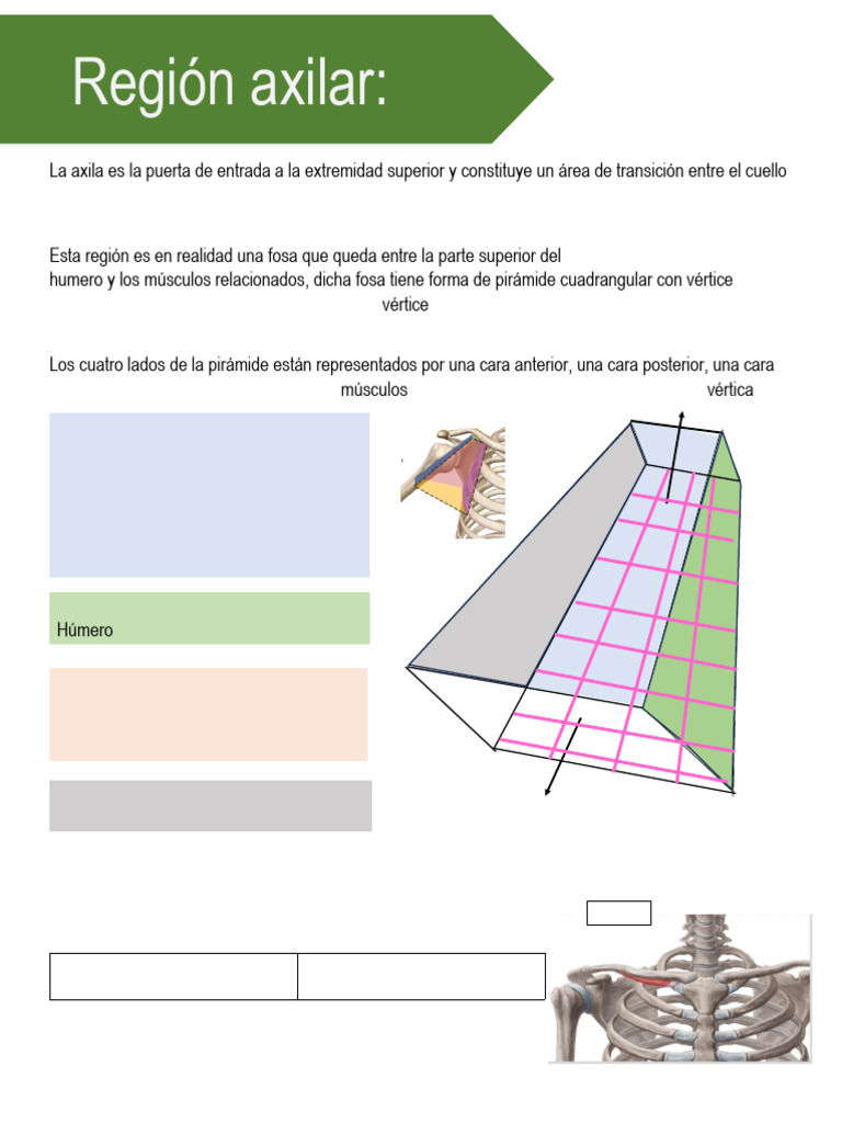 Region Axilar, Guia | PDF | Hombro | Sistema musculoesquelético