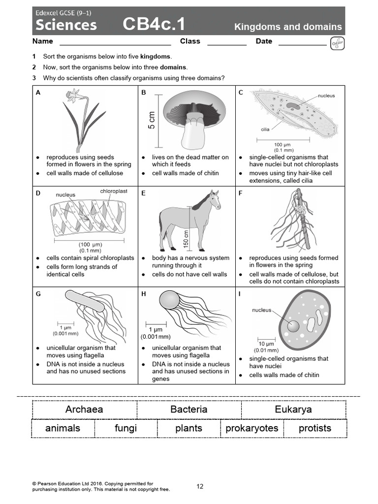 Classifying Organisms: Kingdoms & Domains | PDF | Cell (Biology ...