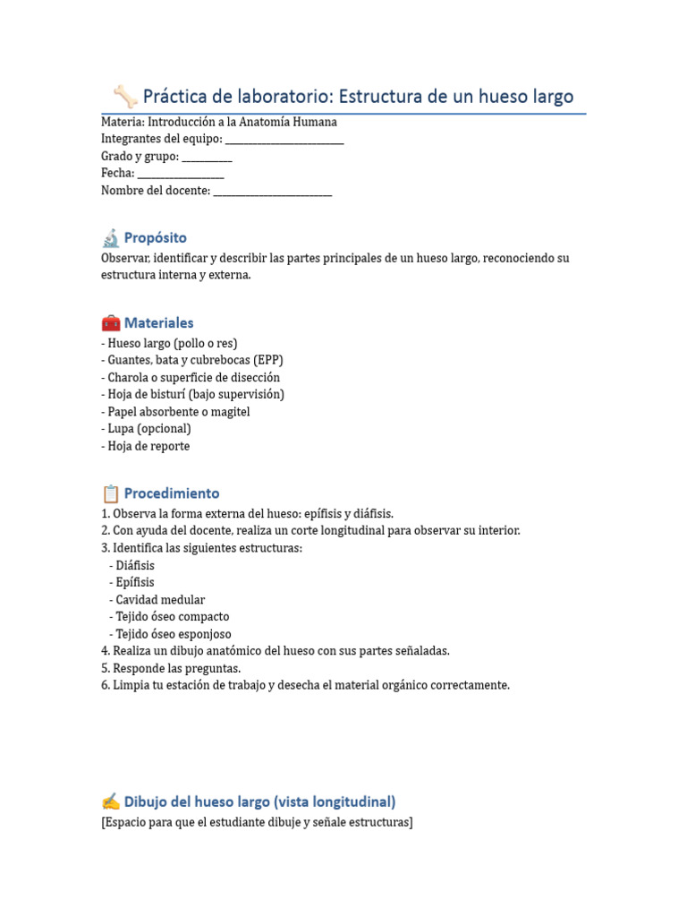 Actividad 3 Pr-Ctica Hueso Largo | PDF