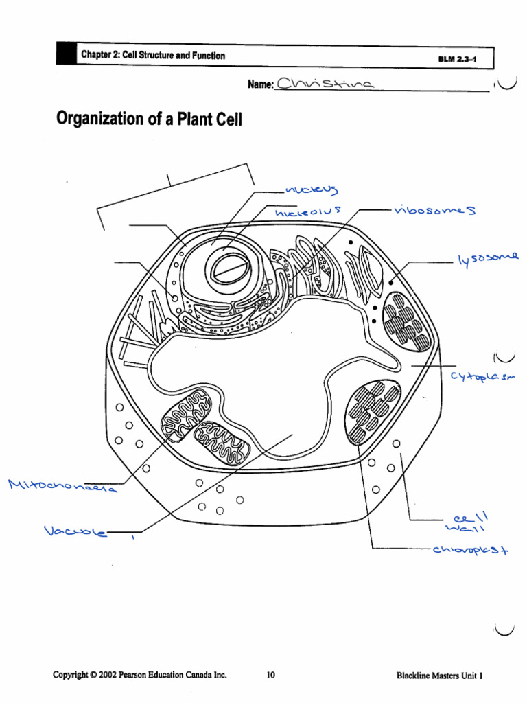 1cell Structures Worksheet | PDF