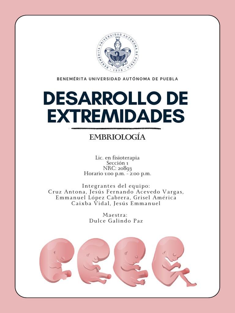 Desarr. Extrem. | PDF | Biología del desarrollo | Anatomía