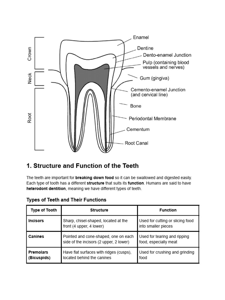 Anatomy and Care of Human Teeth | PDF | Oral Hygiene | Dental Anatomy