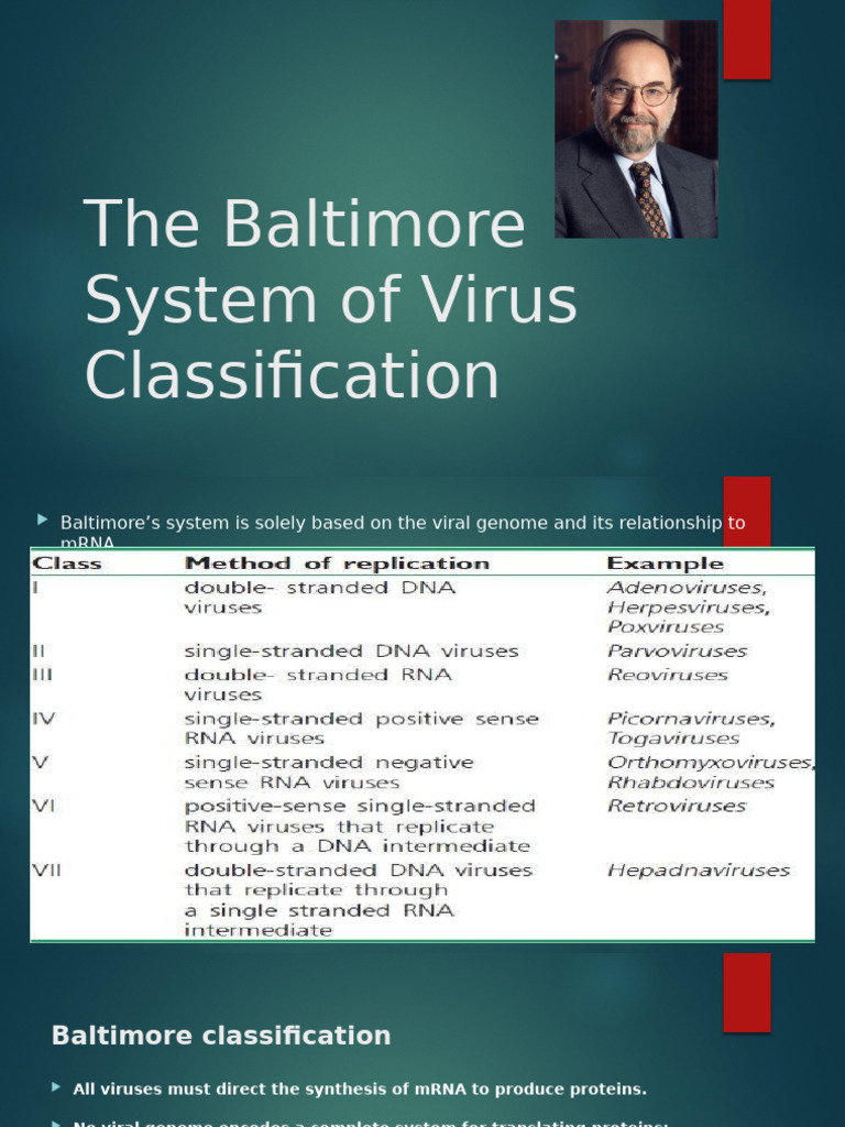 Baltimore Virus Classification System | PDF