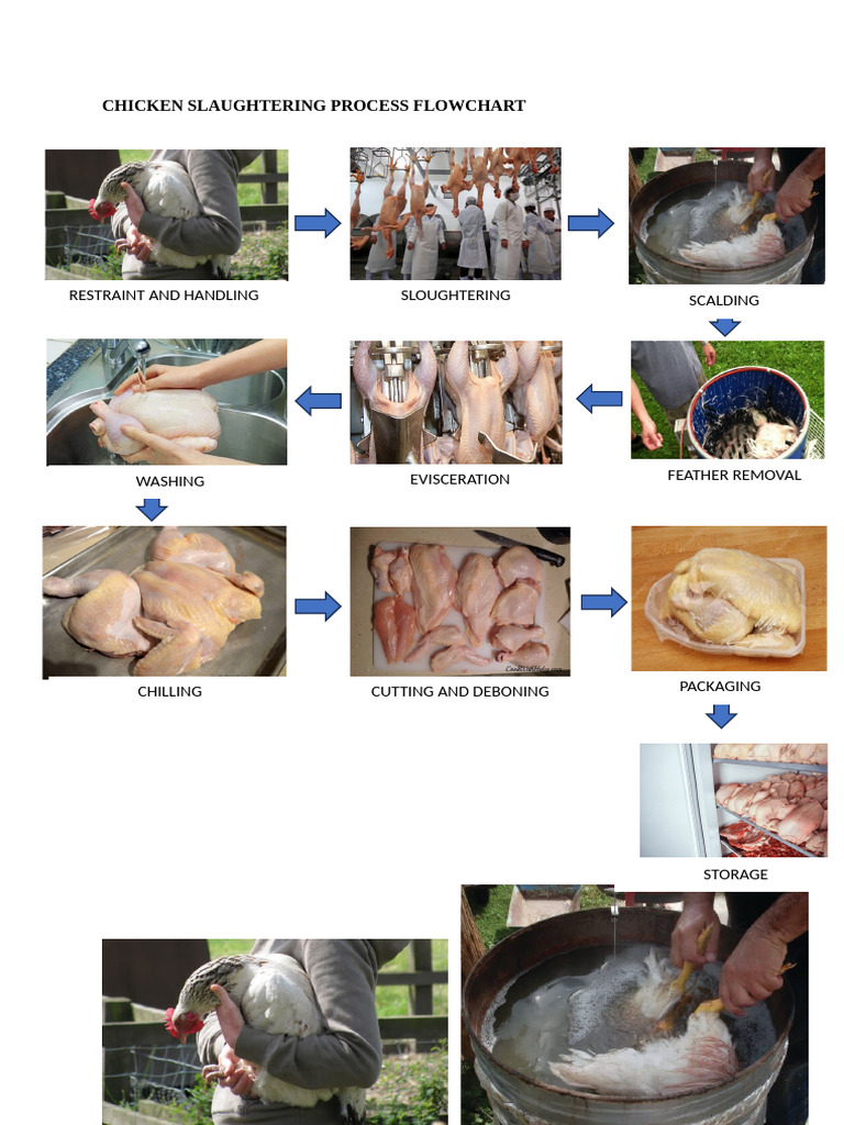 Chicken Slaughtering Process Flowchart | PDF