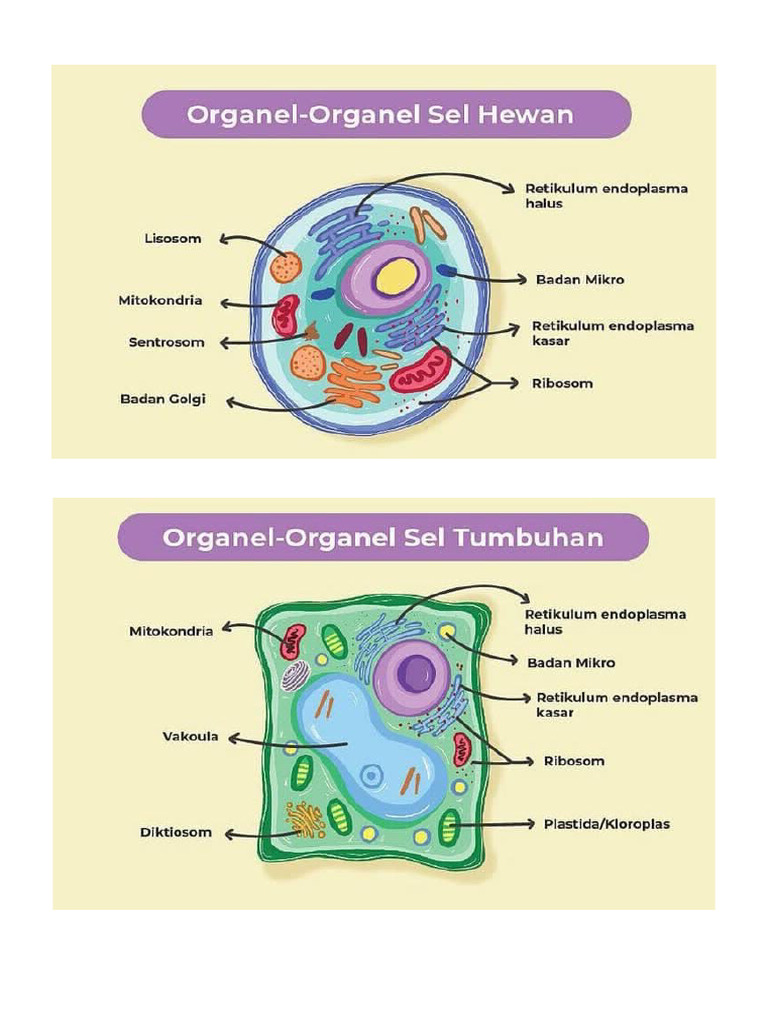 Sel Tumbuhan | PDF