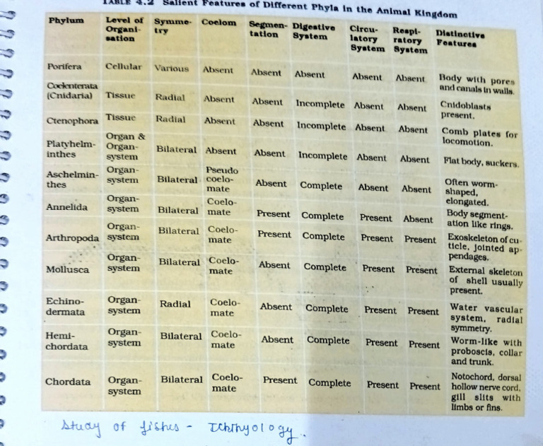Animal Kingdom Phyla Features Overview | PDF | Zoology