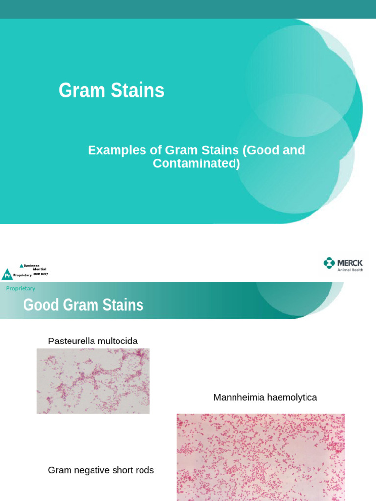 Contaminations Gram Stain | PDF | Gram Negative Bacteria | Microbiology