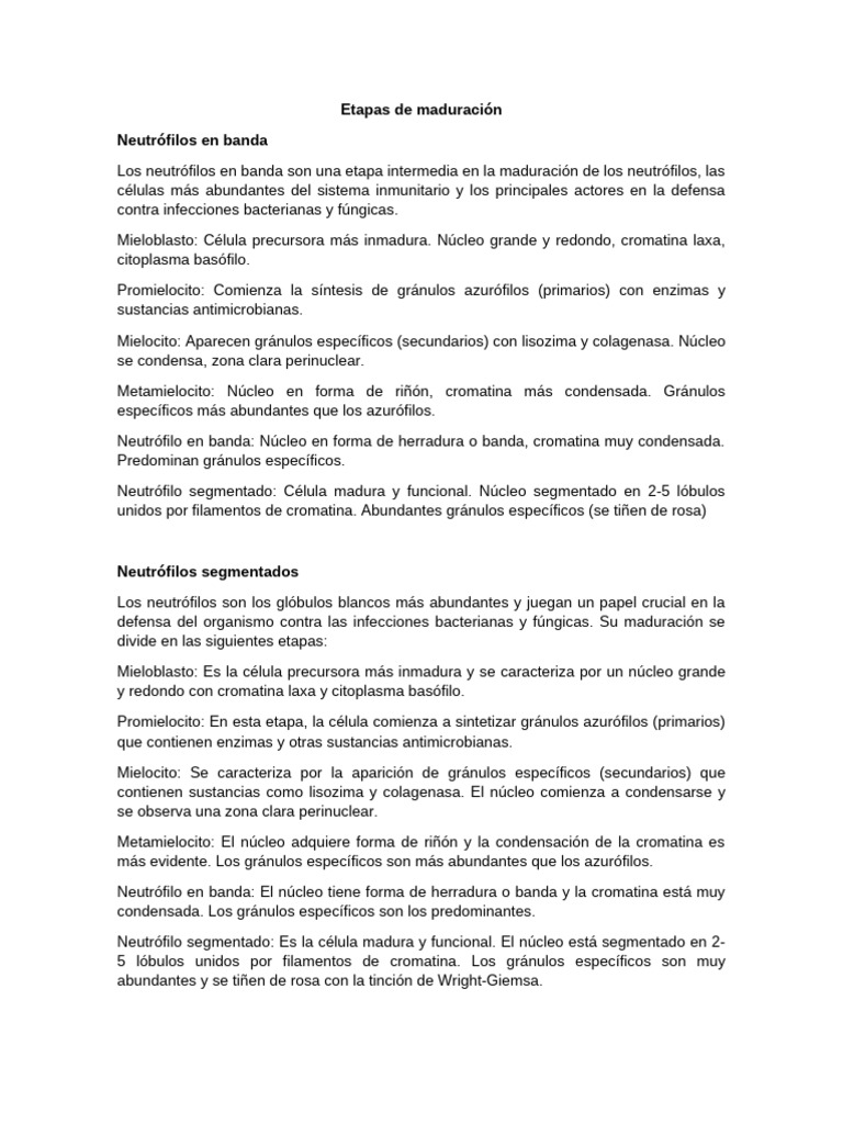 Neutrófilos Segmentados: Maduración y Función | PDF | Linfocitos | Célula B