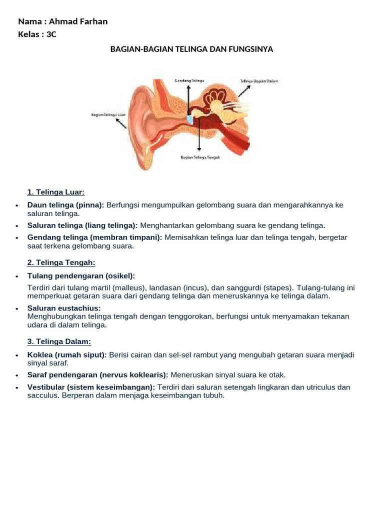 hidung dan telinga | PDF