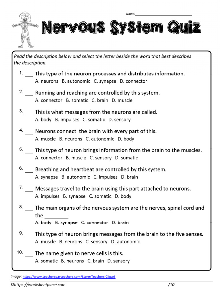 Nervous System Quiz 2 | PDF