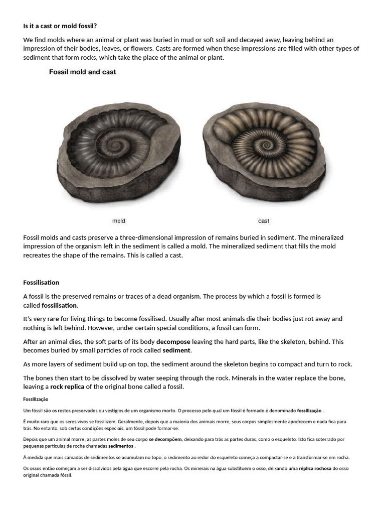 Is It A Cast or Mold Fossil | PDF | Fossil | Sedimentary Rock