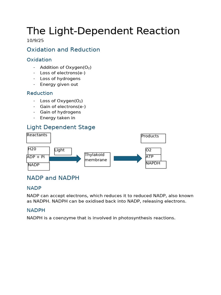 Light-Dependent Reactions Overview | PDF | Cell Biology | Biochemistry