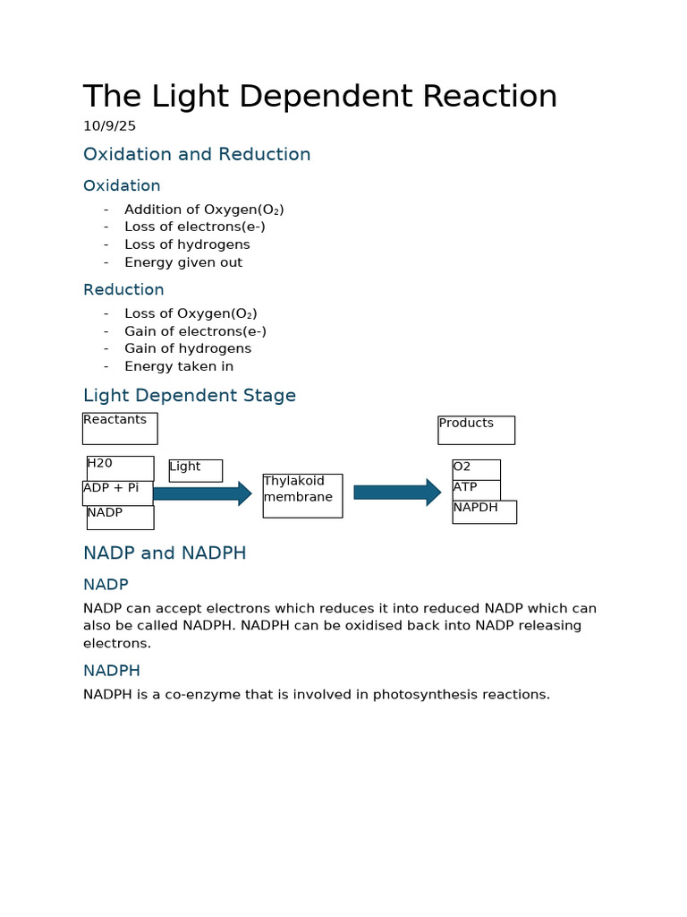 Light Dependent Reactions of Photosynthesis | PDF | Biochemistry ...
