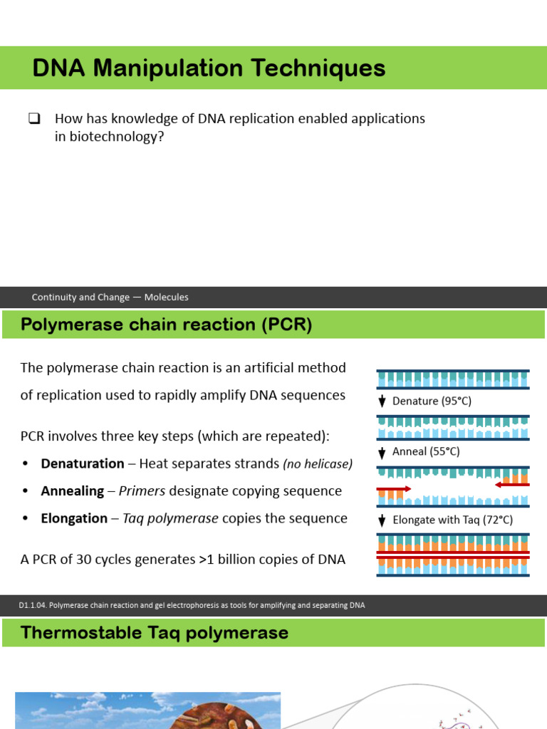 5.1.3. DNA Manipulation Techniques (HL SL) | PDF | Polymerase Chain ...