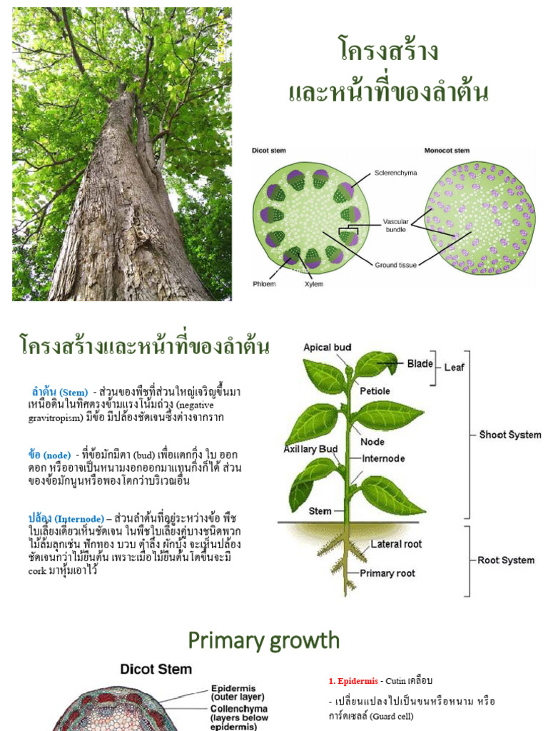 Stem Structure | PDF