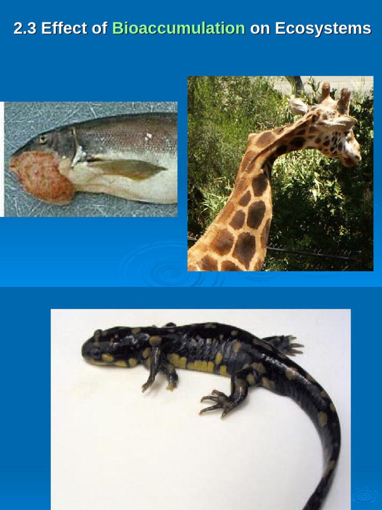 2.3 Bioaccumulation | PDF | Ddt | Environmental Science