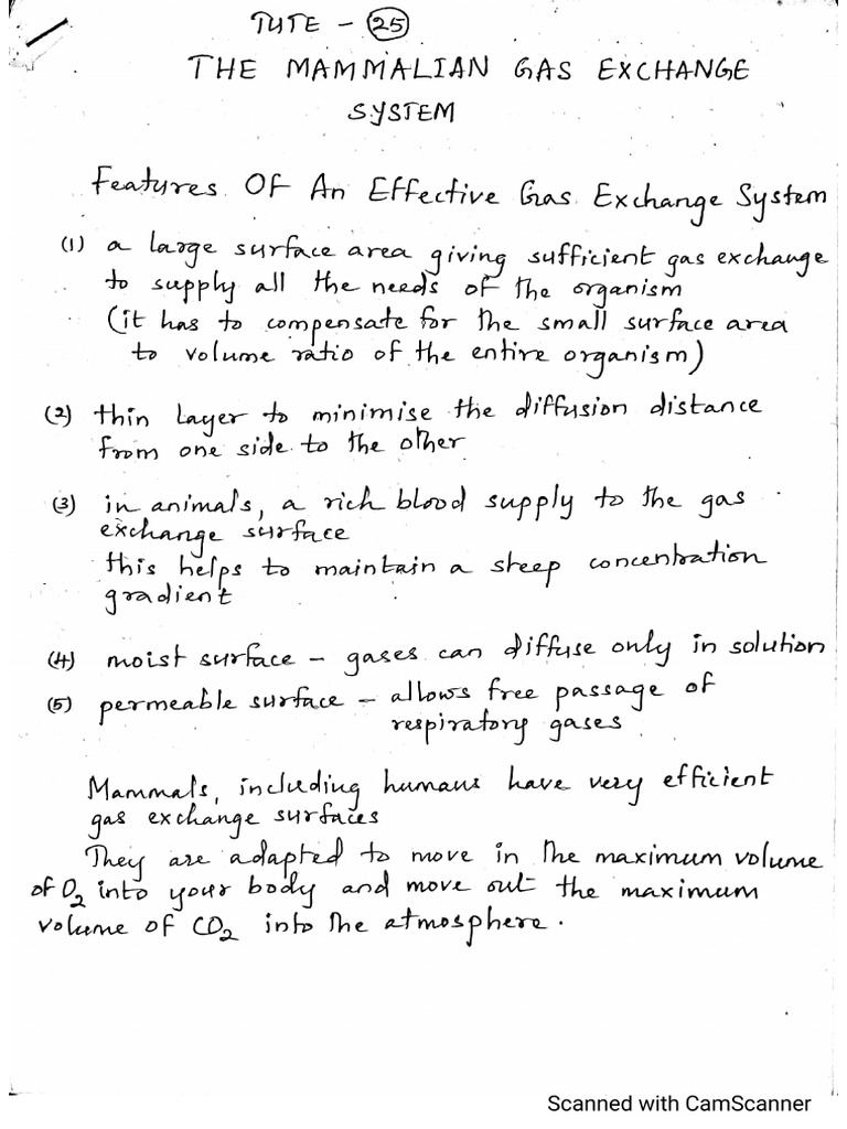 The Mammalian Gas Exchange System - Tute 25 | PDF